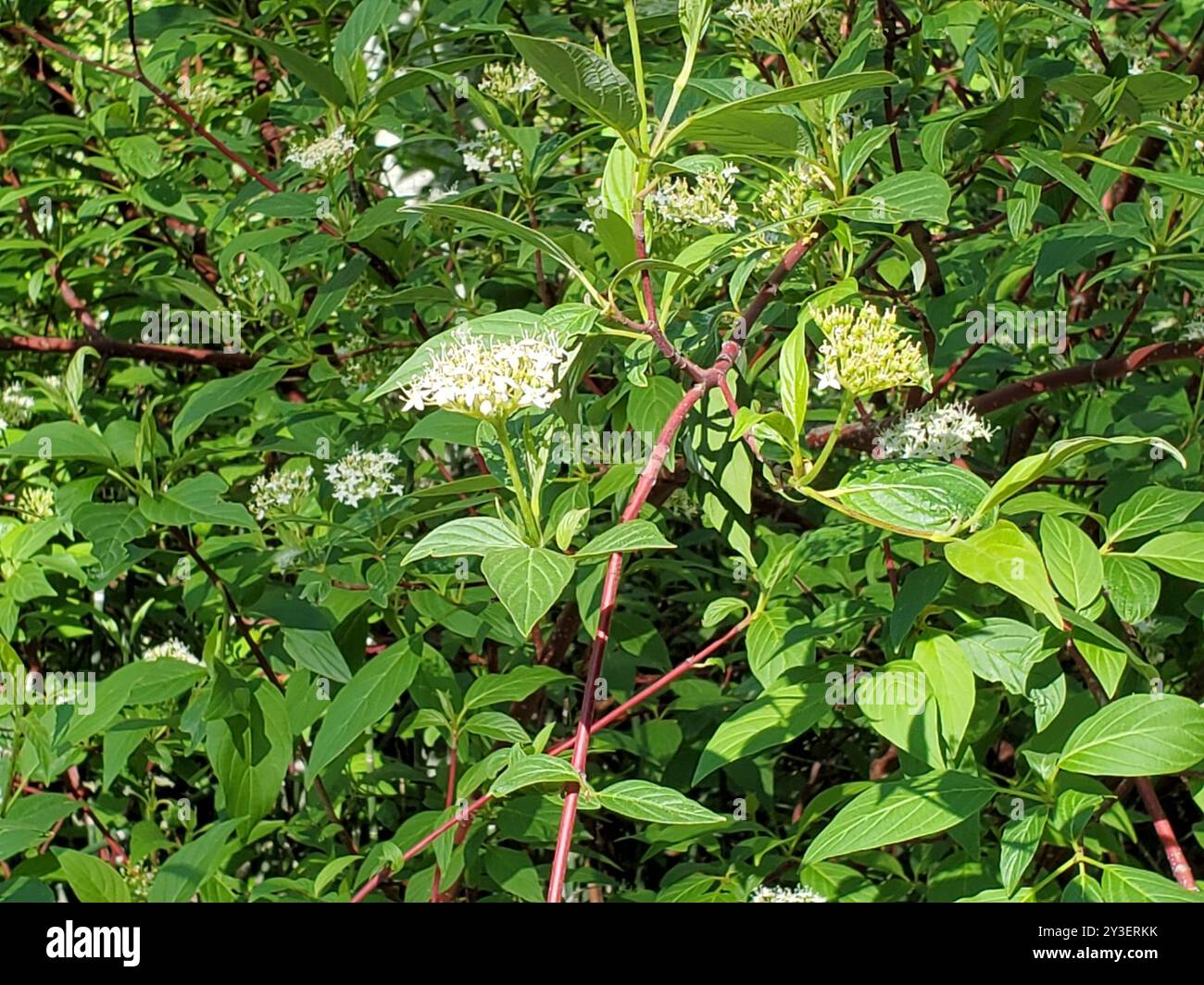 red osier dogwood (Cornus sericea) Plantae Stock Photo - Alamy