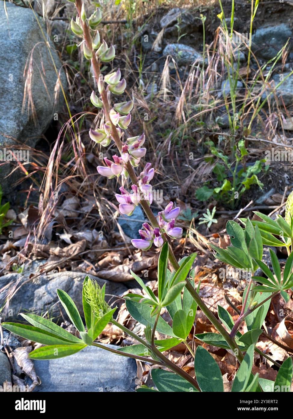 Broadleaf Lupine (Lupinus latifolius) Plantae Stock Photo - Alamy