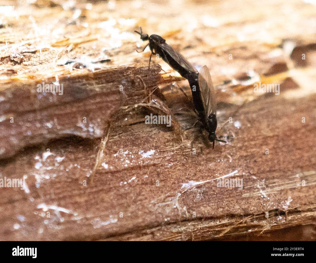 Minute Black Scavenger Flies (Scatopsidae) Insecta Stock Photo - Alamy