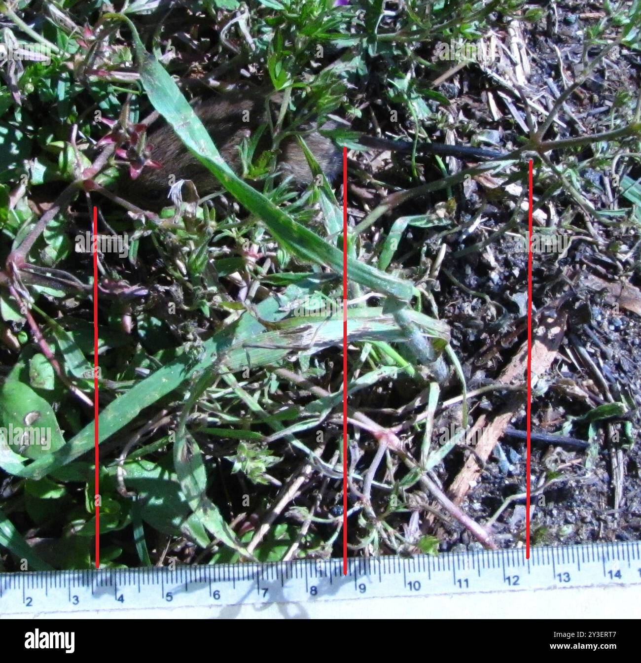 Eastern Harvest Mouse (Reithrodontomys humulis) Mammalia Stock Photo ...