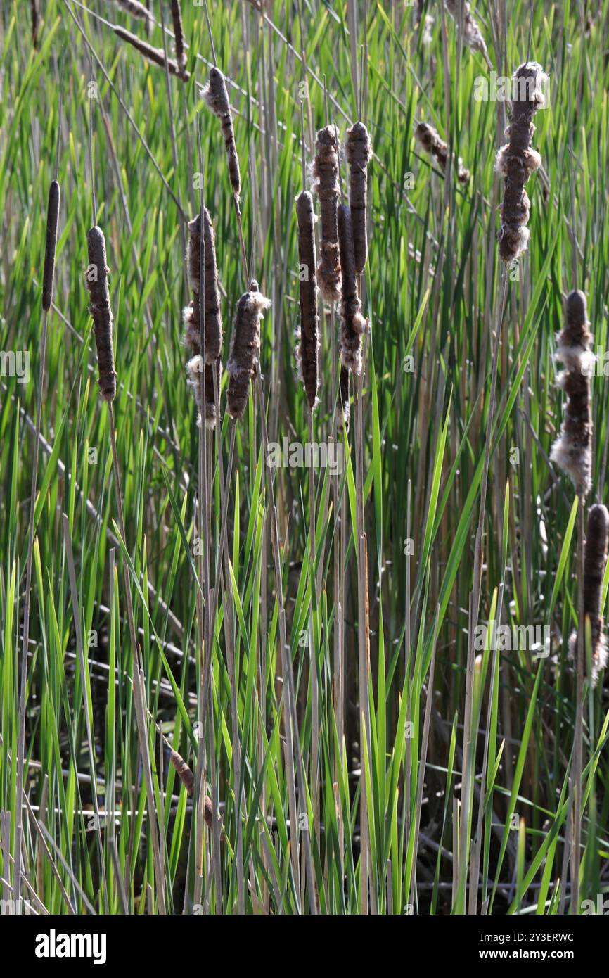 narrow-leaved cattail (Typha angustifolia) Plantae Stock Photo - Alamy