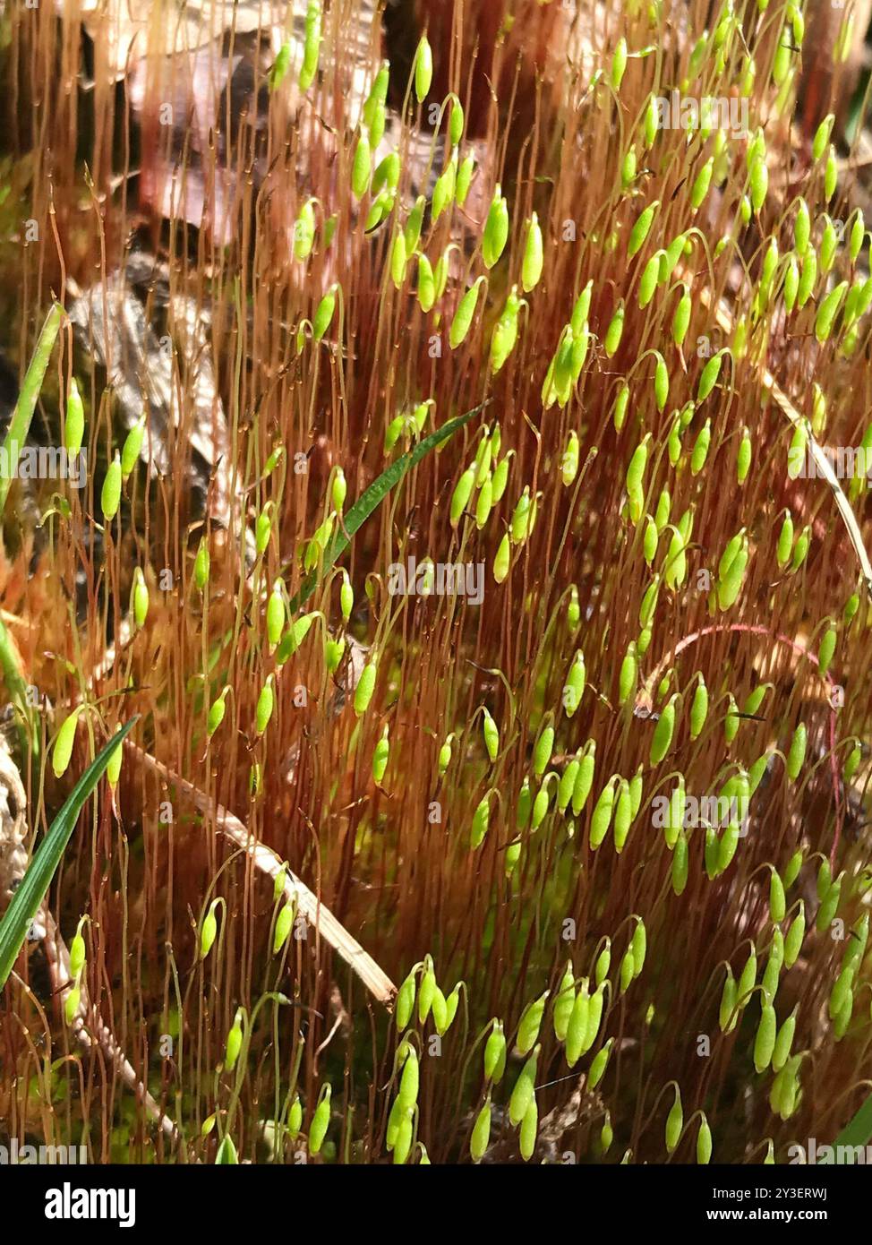 joint-toothed mosses (Bryopsida) Plantae Stock Photo - Alamy