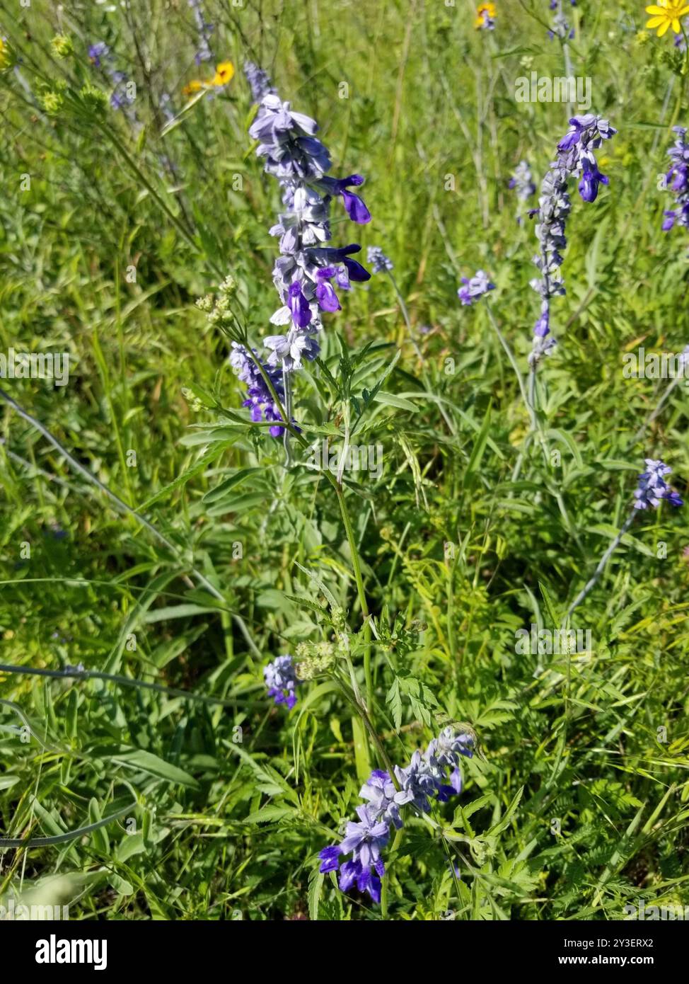 Mealy Blue Sage (Salvia farinacea) Plantae Stock Photo - Alamy
