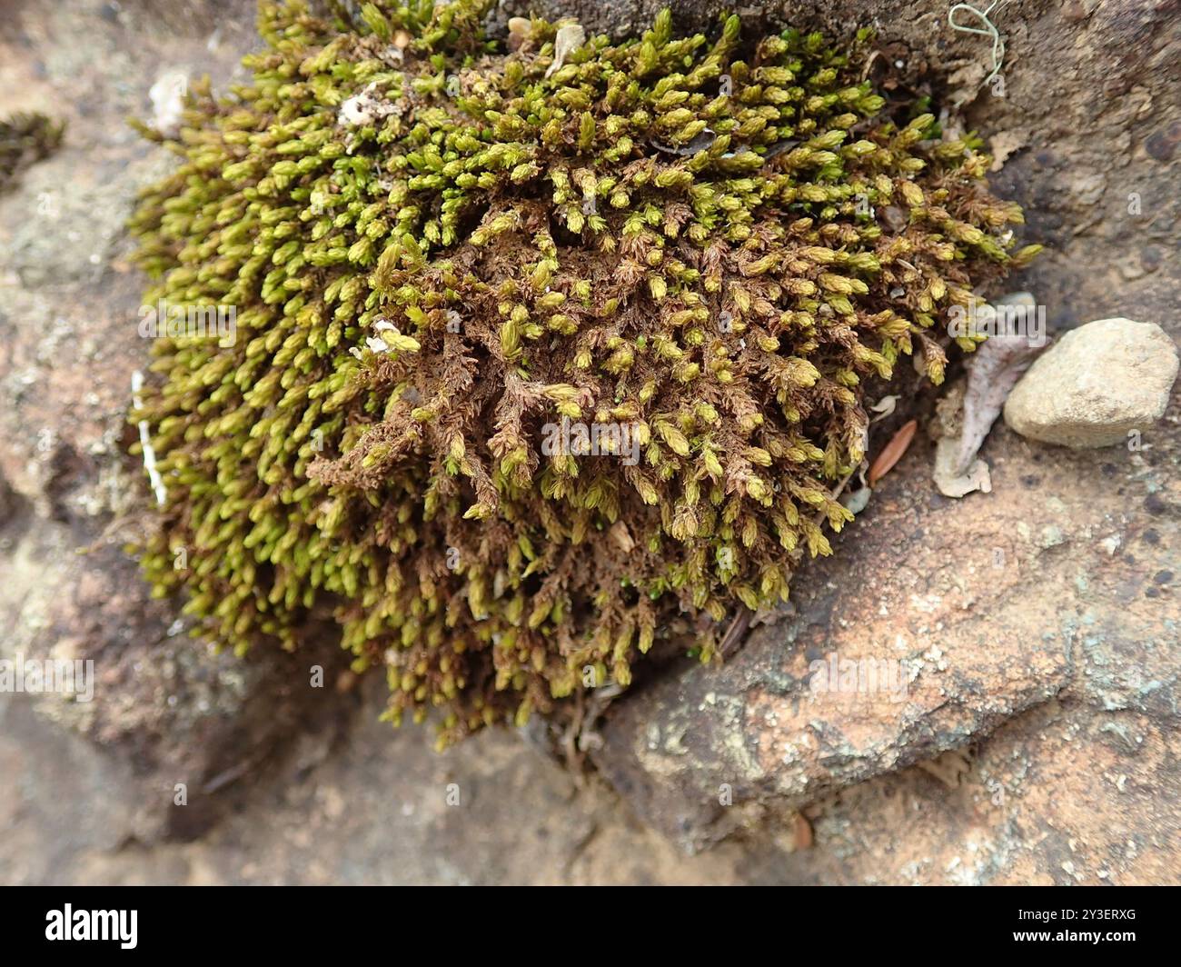 joint-toothed mosses (Bryopsida) Plantae Stock Photo - Alamy