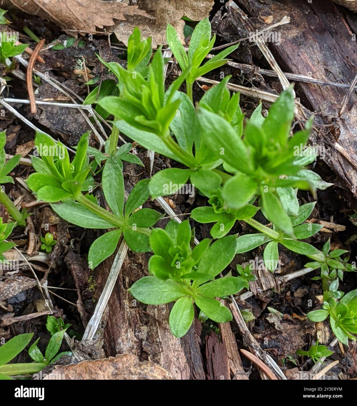 fragrant bedstraw (Galium triflorum) Plantae Stock Photo - Alamy