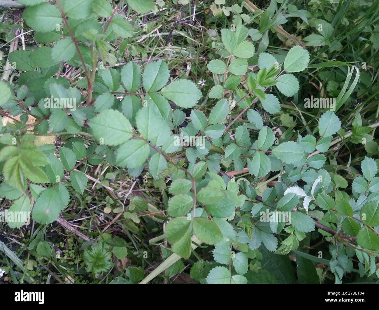 multiflora rose (Rosa multiflora) Plantae Stock Photo - Alamy