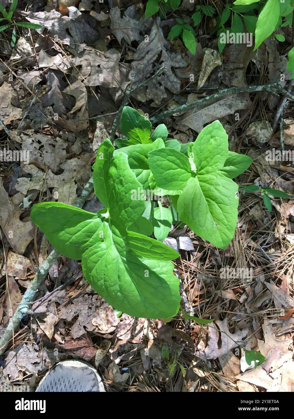 tall rattlesnake root (Nabalus altissimus) Plantae Stock Photo - Alamy