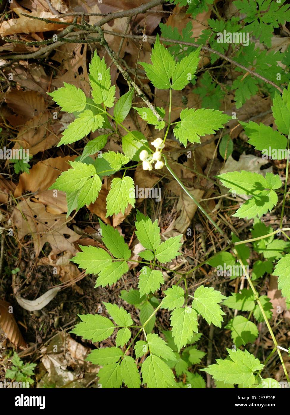 baneberries and cohoshes (Actaea) Plantae Stock Photo - Alamy