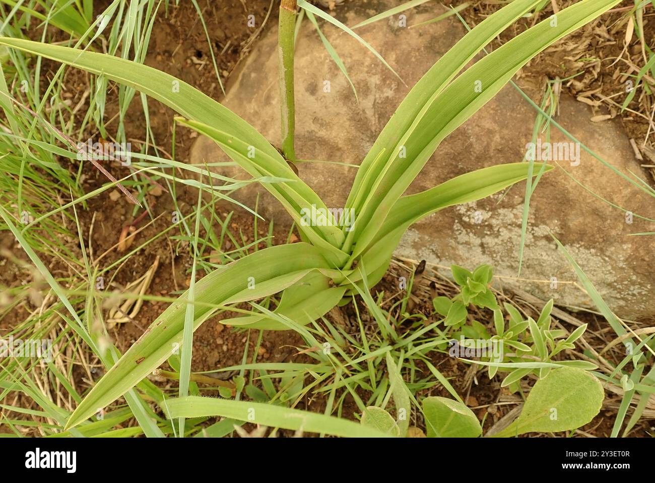 Mini Harlequin (Eulophia parviflora) Plantae Stock Photo - Alamy