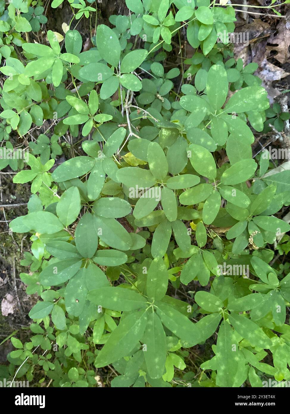 Five-leaf akebia (Akebia quinata) Plantae Stock Photo - Alamy
