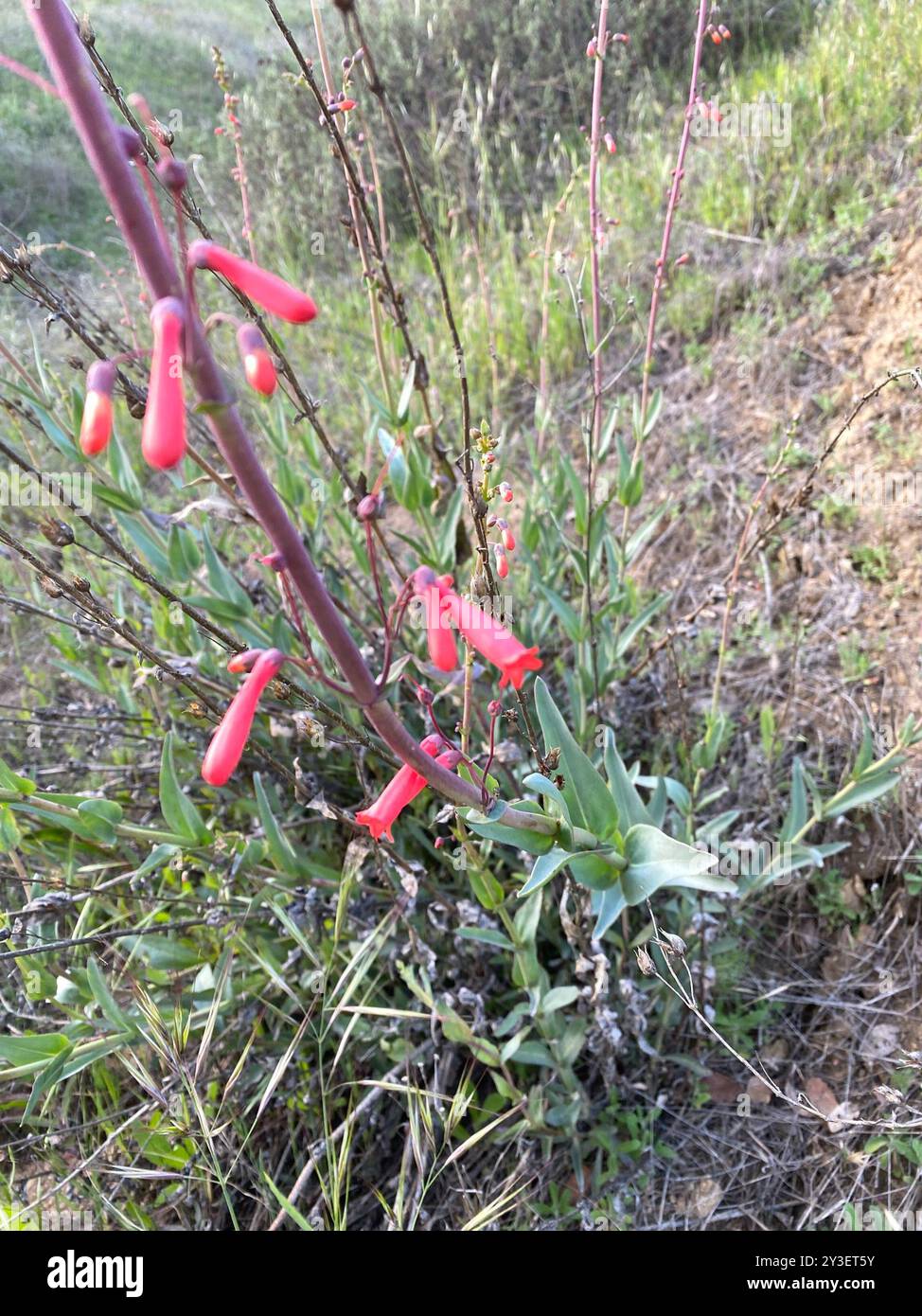 scarlet bugler (Penstemon centranthifolius) Plantae Stock Photo - Alamy