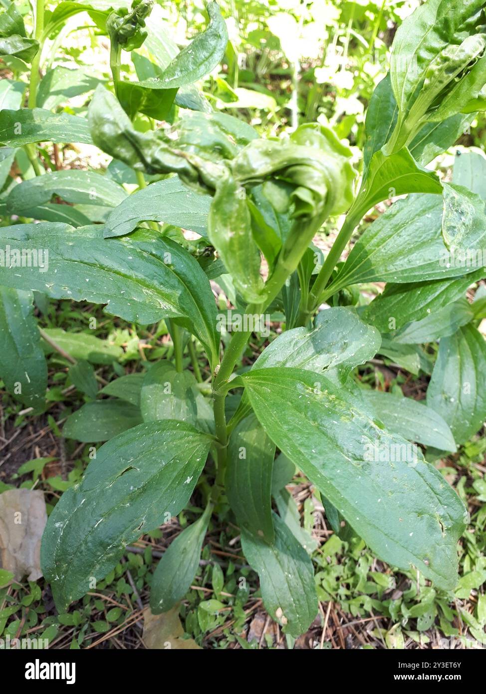 common soapwort (Saponaria officinalis) Plantae Stock Photo - Alamy