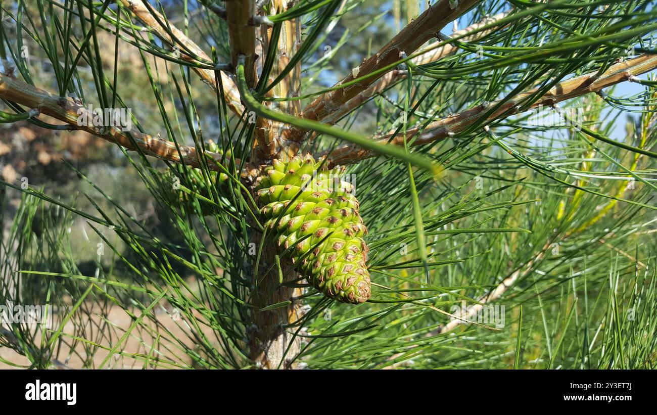 knobcone pine (Pinus attenuata) Plantae Stock Photo - Alamy