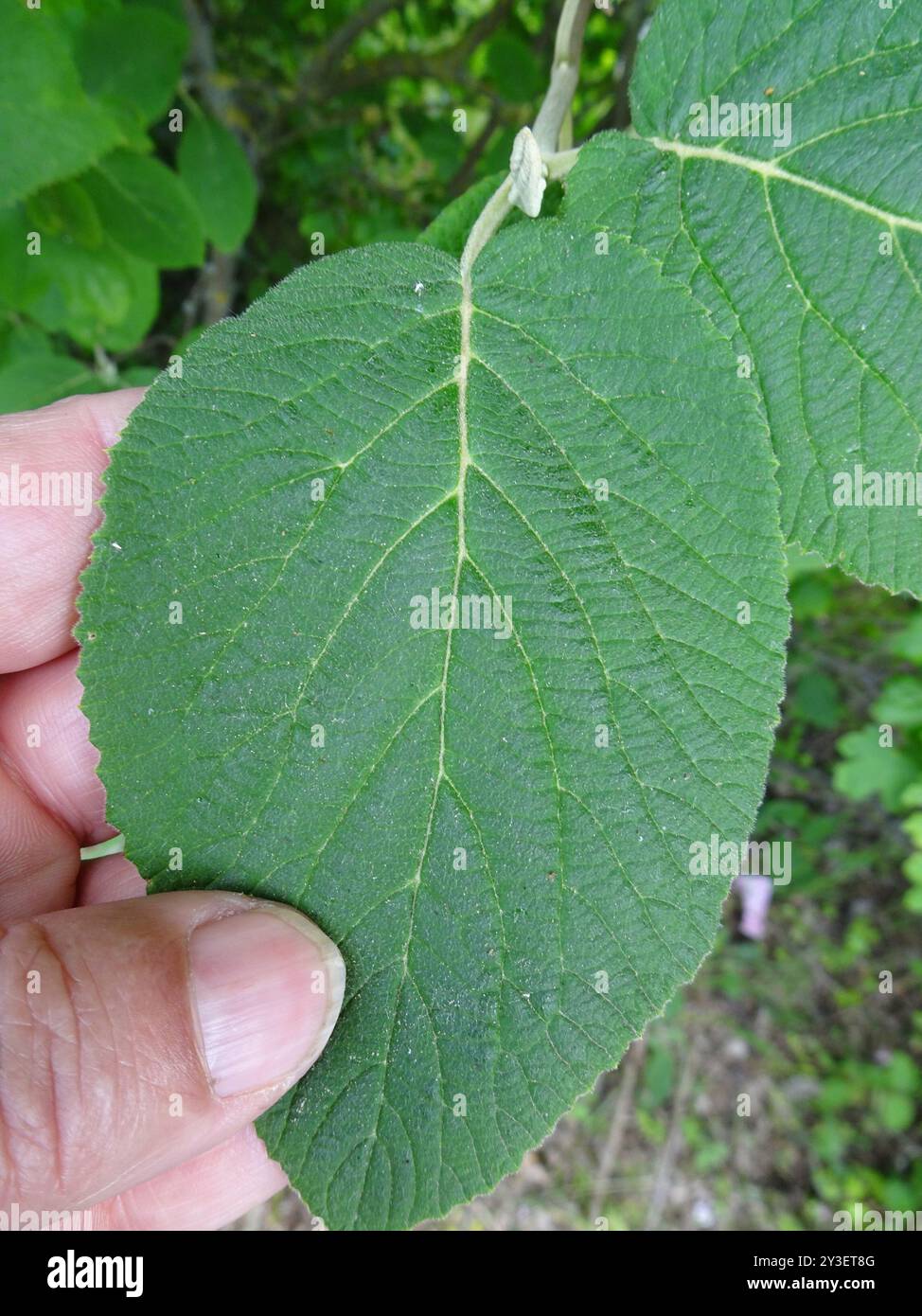 Wayfaring-tree (Viburnum lantana) Plantae Stock Photo - Alamy