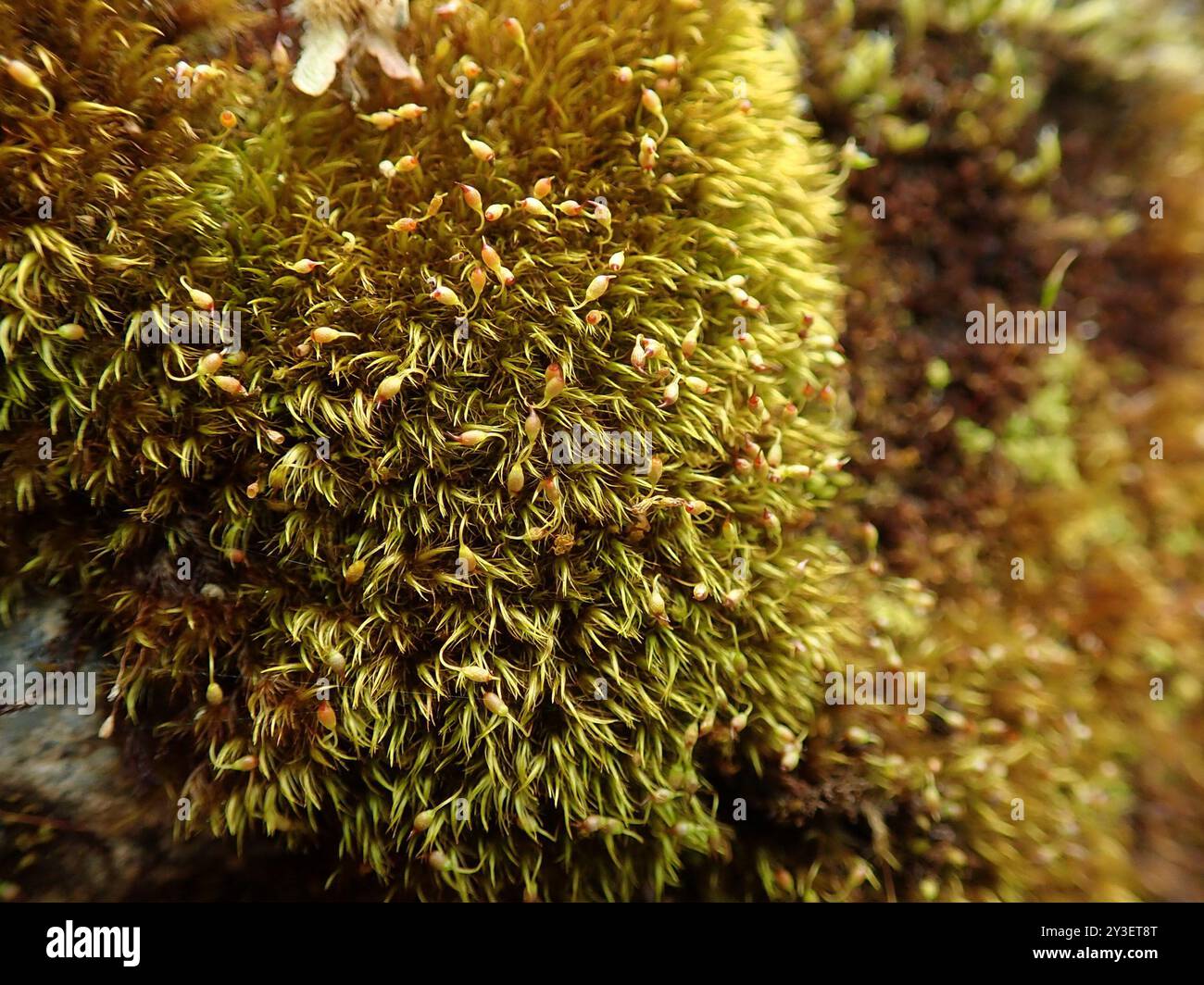 Sharp-leaved Blindia (Blindia acuta) Plantae Stock Photo - Alamy