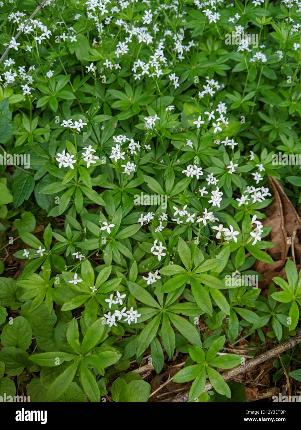 Sweet Woodruff (Galium odoratum) Plantae Stock Photo - Alamy