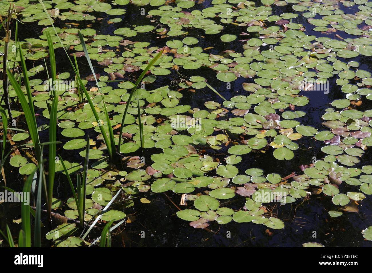 water fringe (Nymphoides peltata) Plantae Stock Photo - Alamy