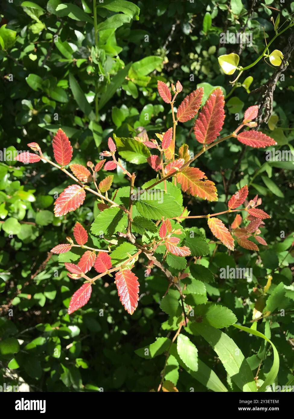 Cedar Elm (Ulmus crassifolia) Plantae Stock Photo - Alamy
