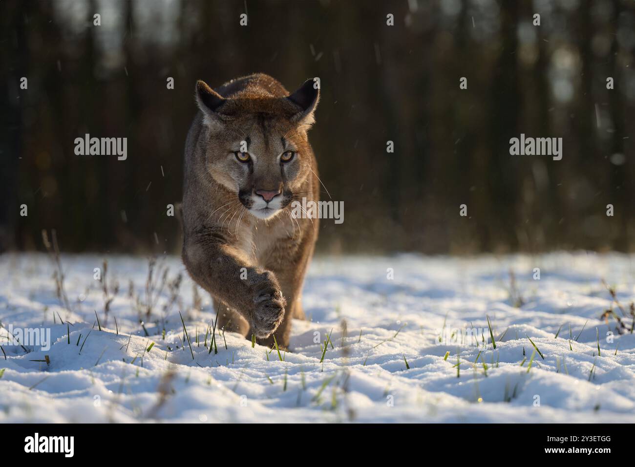 Cougarlife hi-res stock photography and images - Alamy