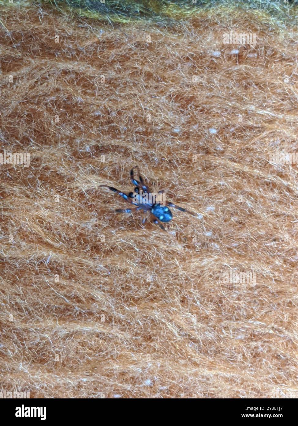 Ant Comb-Footed Spider (Asagena phalerata) Arachnida Stock Photo - Alamy