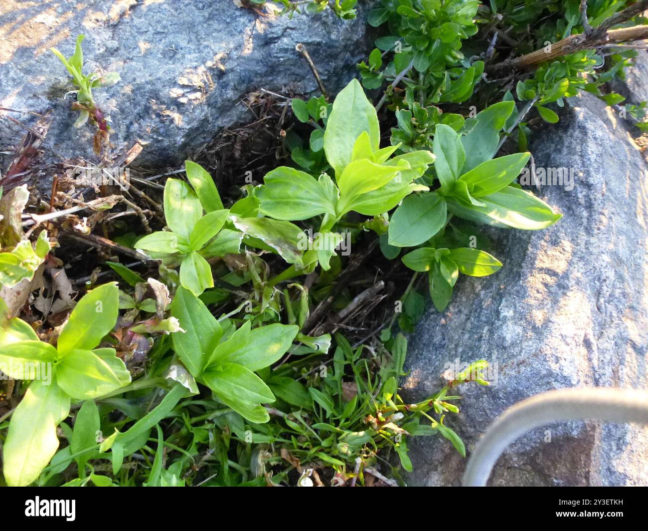 Wild Four o'Clock (Mirabilis nyctaginea) Plantae Stock Photo - Alamy