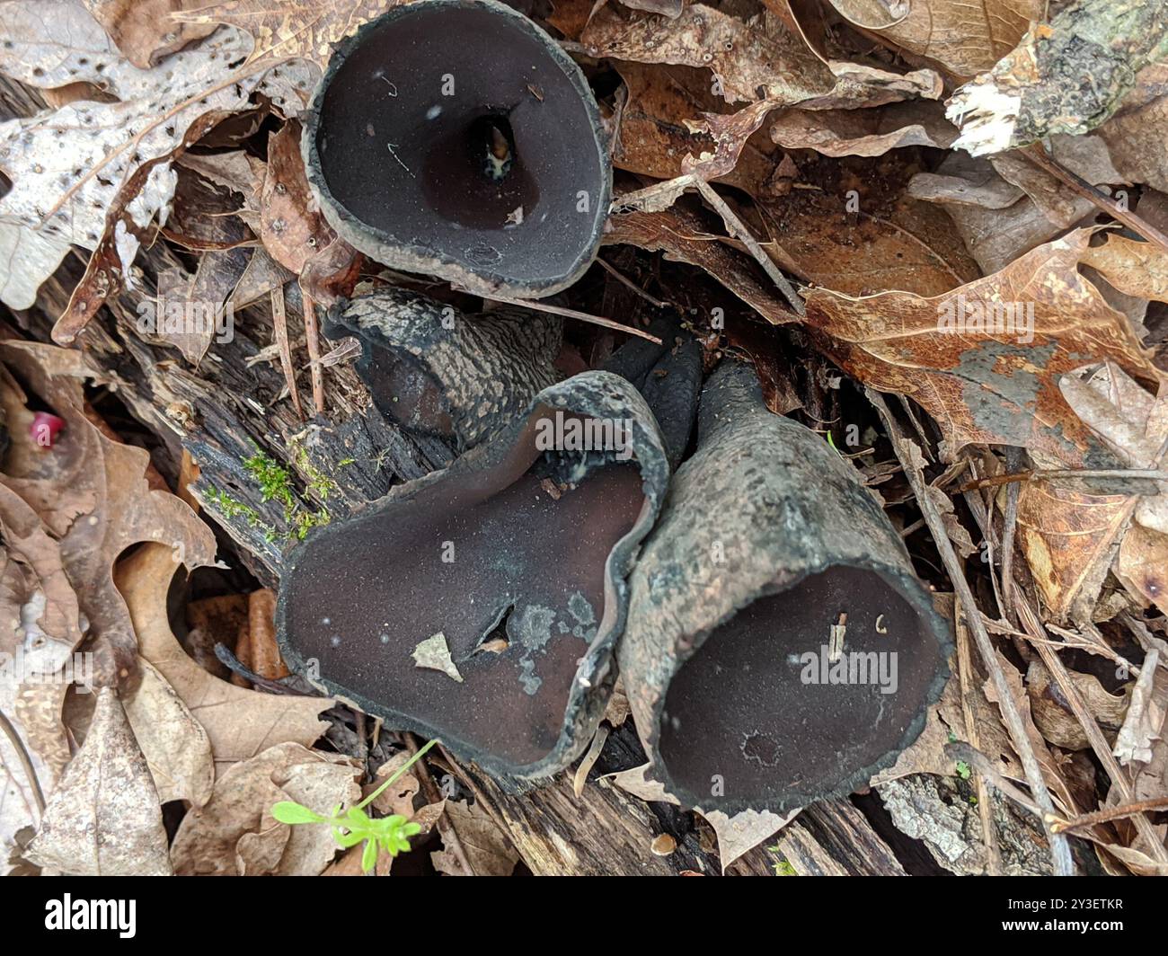 devil's urn (Urnula craterium) Fungi Stock Photo - Alamy
