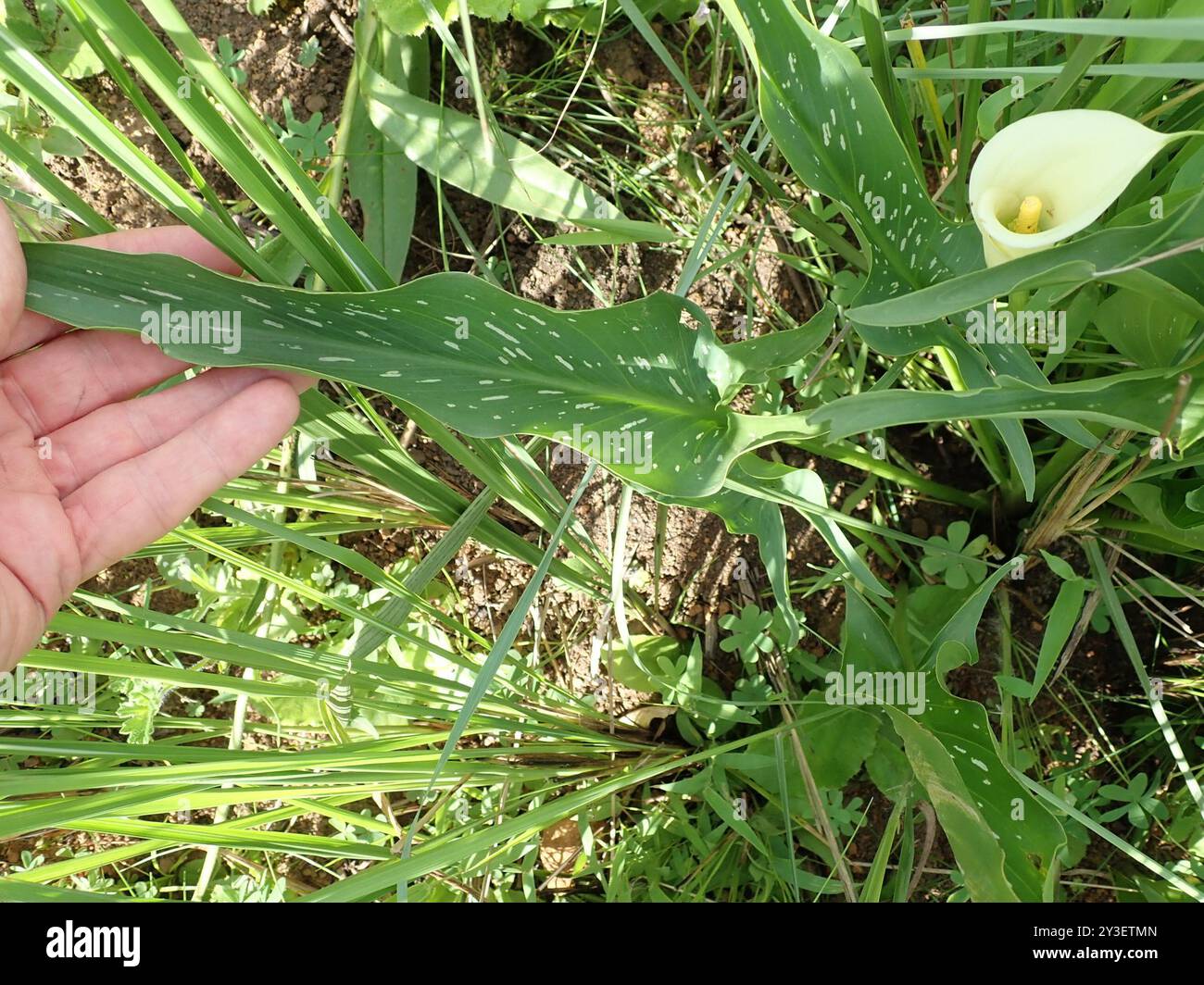 Spotted Calla Lily (Zantedeschia albomaculata) Plantae Stock Photo - Alamy