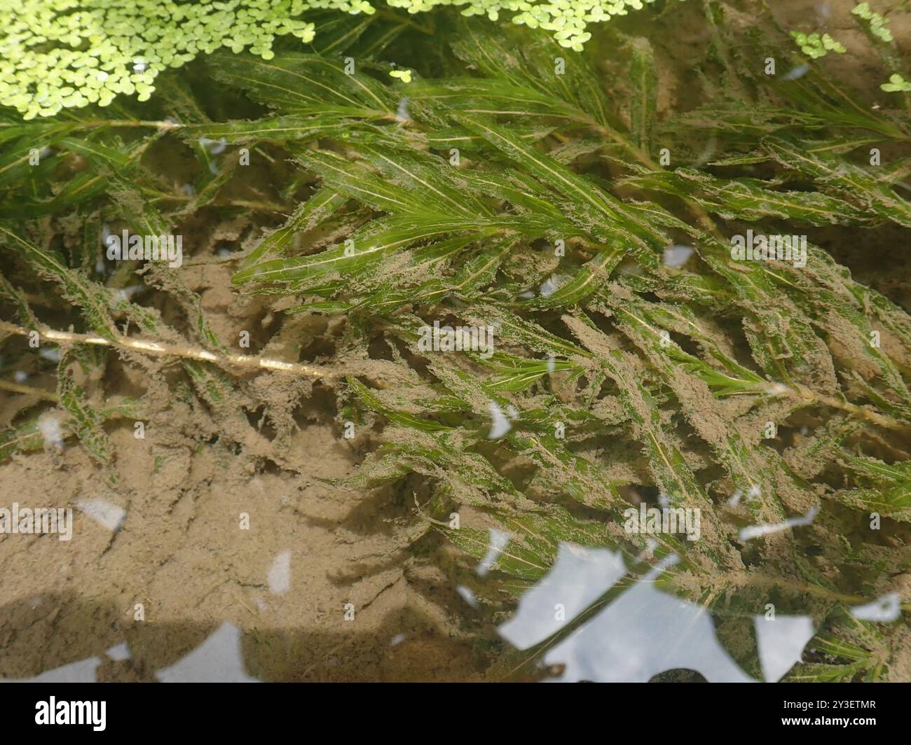 Curly-leaf Pondweed (Potamogeton crispus) Plantae Stock Photo - Alamy