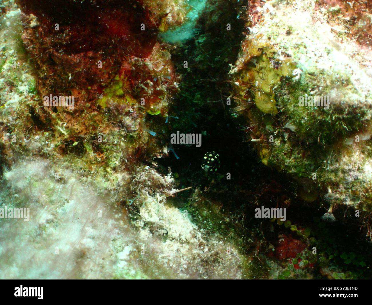 Smooth Trunkfish (Lactophrys triqueter) Actinopterygii Stock Photo - Alamy