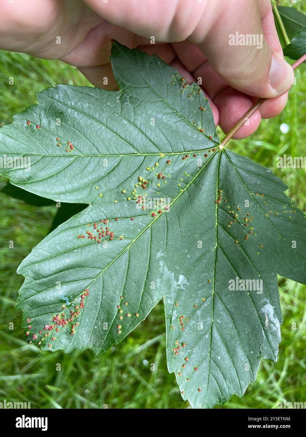 Maple gall mite (Aceria macrorhyncha) Arachnida Stock Photo - Alamy