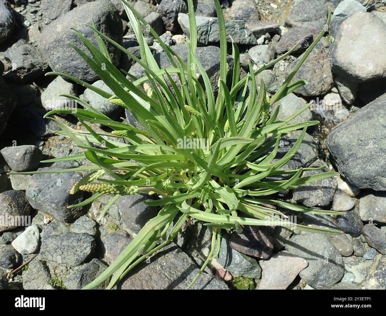 Sea Plantain (Plantago maritima) Plantae Stock Photo - Alamy