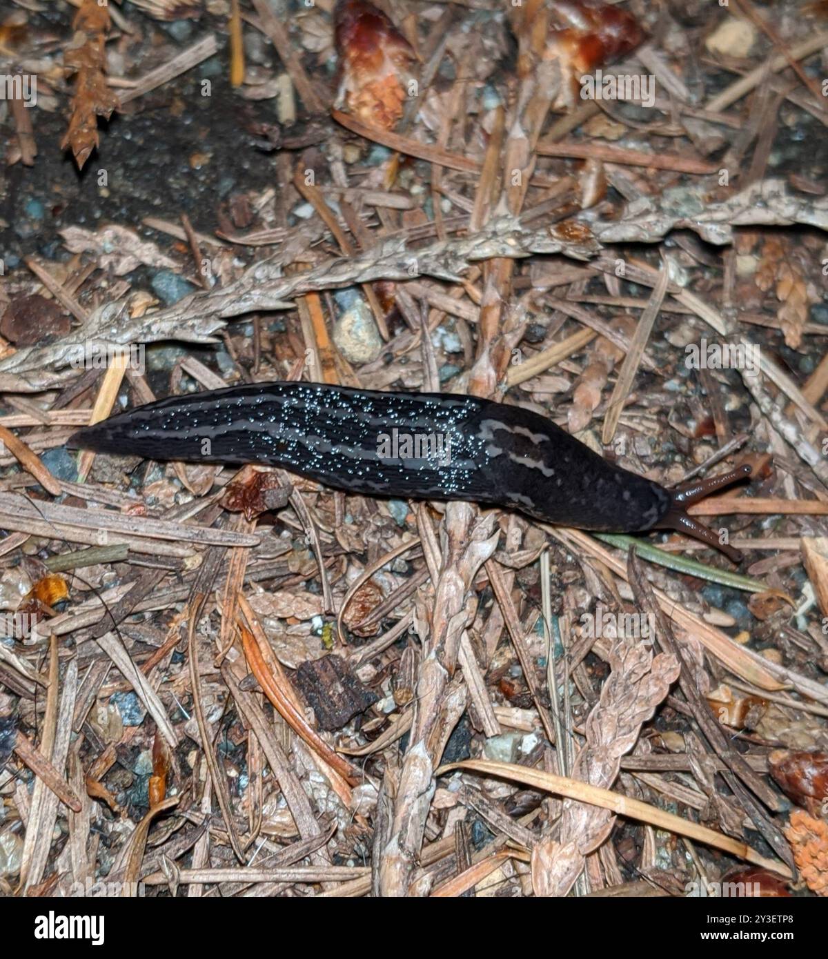 Leopard Slug (Limax maximus) Mollusca Stock Photo - Alamy