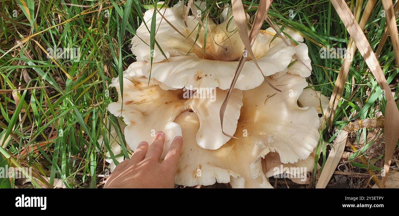 ghost fungus (Omphalotus nidiformis) Fungi Stock Photo - Alamy