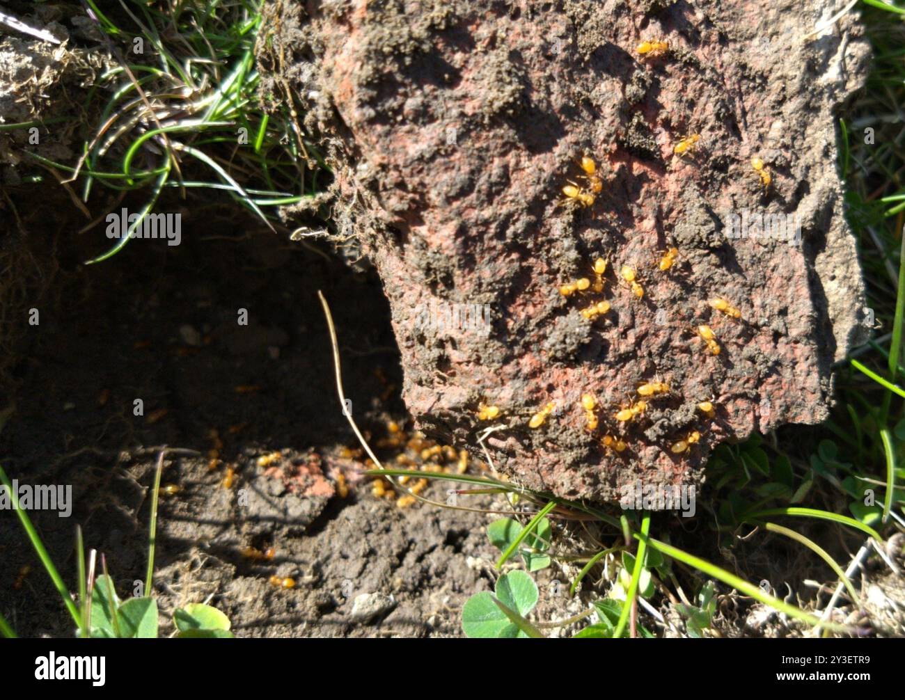 Citronella Ants, Fuzzy Ants, and Allies (Lasius) Insecta Stock Photo ...