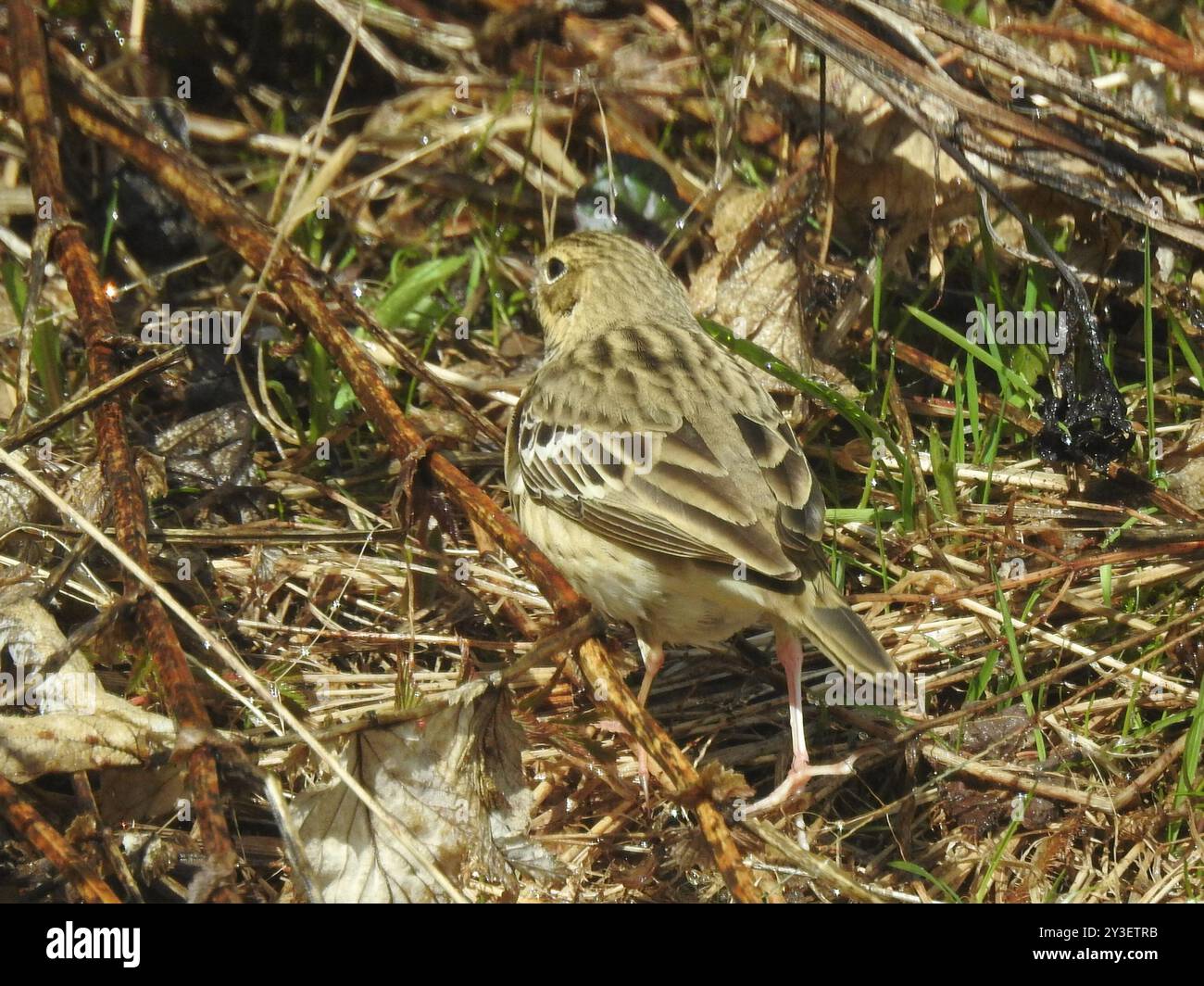 Tree Pipit (Anthus trivialis) Aves Stock Photo - Alamy