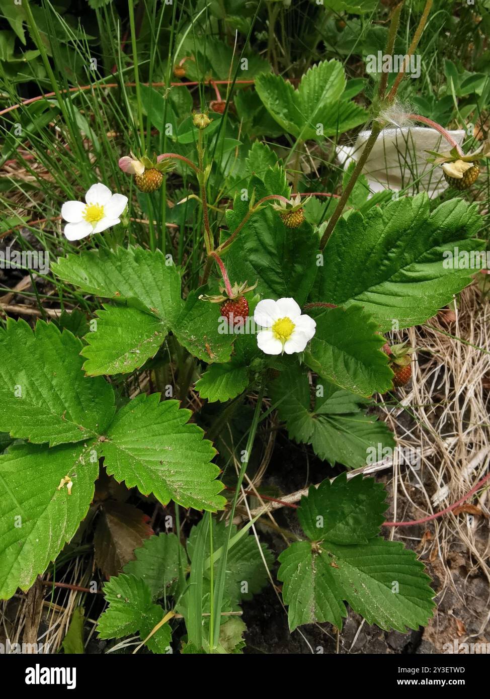 woodland strawberry (Fragaria vesca) Plantae Stock Photo - Alamy