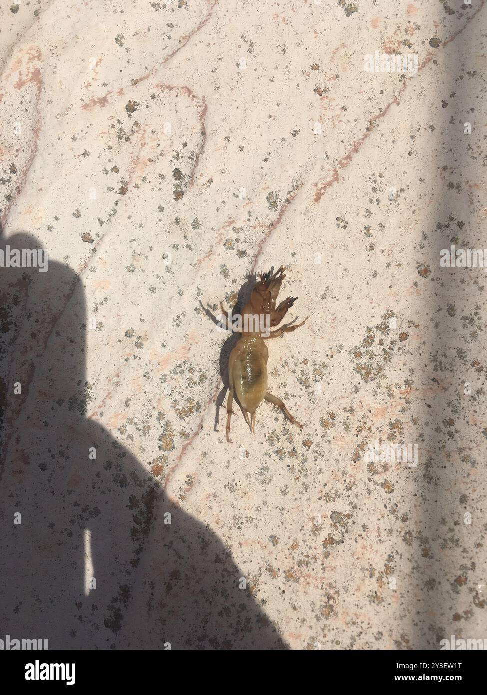 Lesser Short-winged Mole Cricket (Neoscapteriscus abbreviatus) Insecta ...