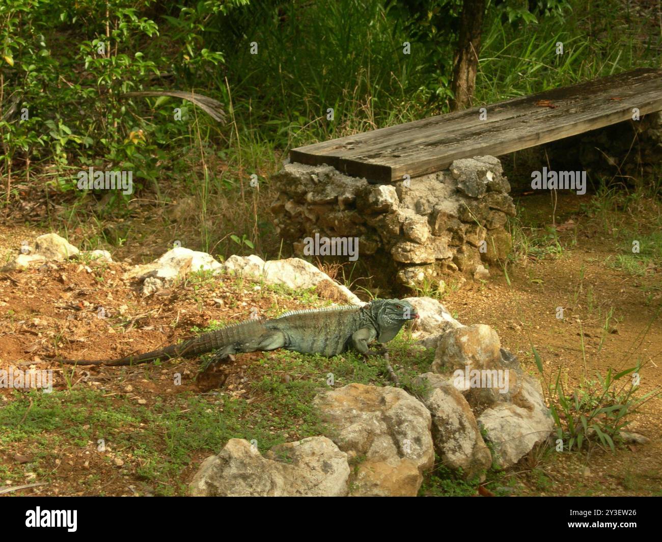 Grand Cayman Blue Iguana (Cyclura lewisi) Reptilia Stock Photo - Alamy