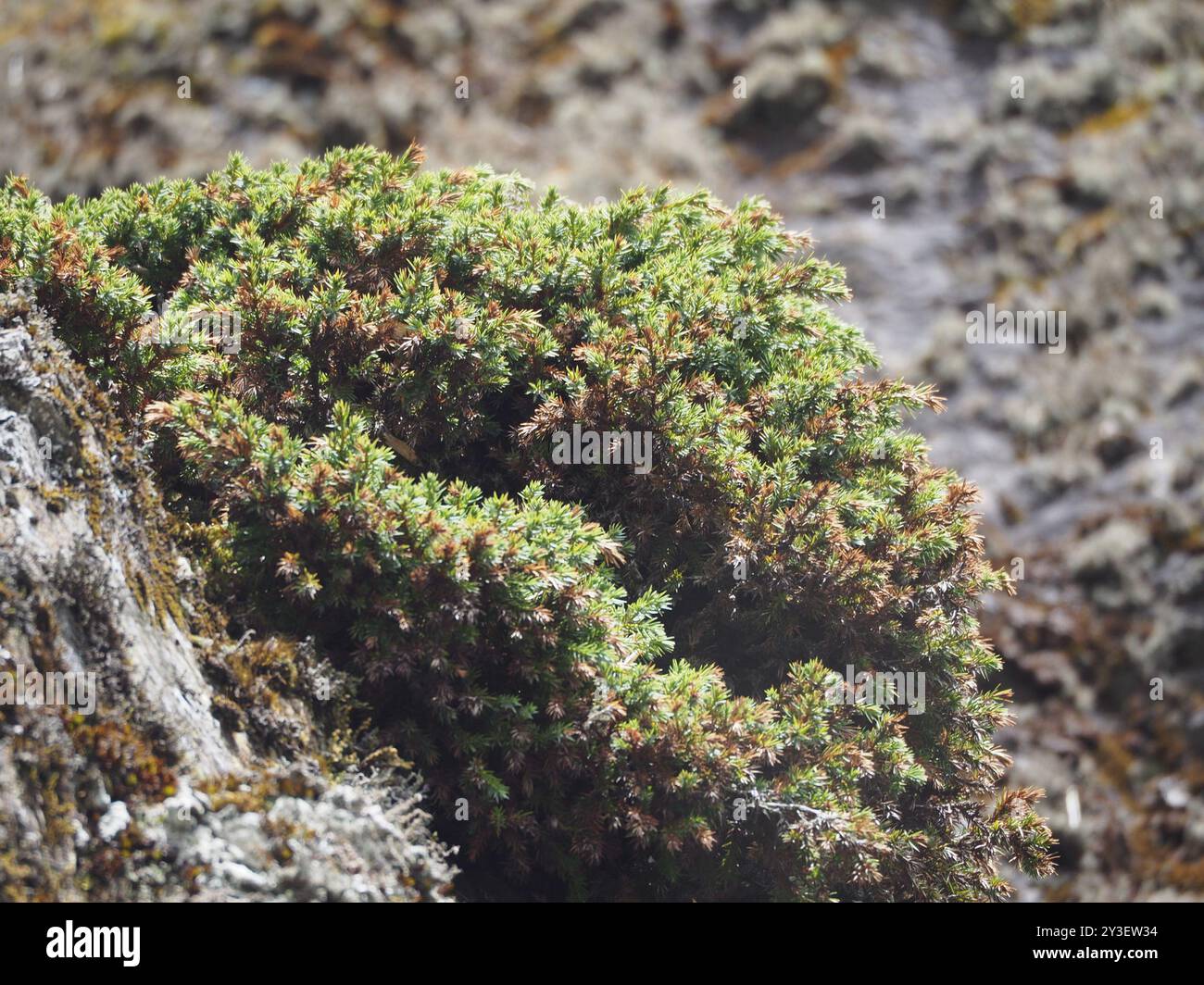 Formosan juniper (Juniperus formosana) Plantae Stock Photo - Alamy