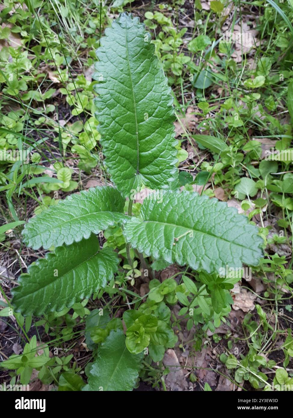 common hedge-nettle (Betonica officinalis) Plantae Stock Photo - Alamy