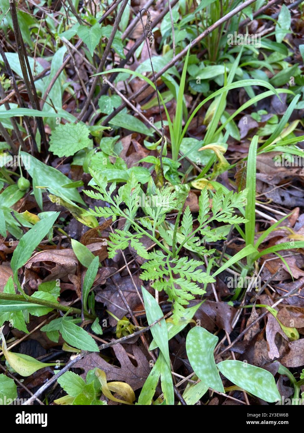 rattlesnake fern (Botrypus virginianus) Plantae Stock Photo - Alamy