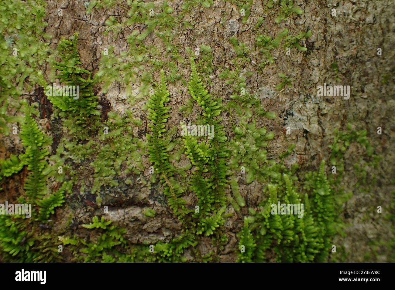 brocade moss (Callicladium imponens) Plantae Stock Photo - Alamy