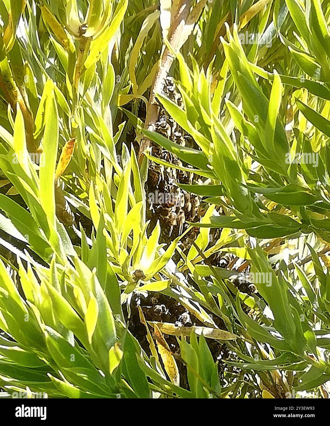 Cape Honey Bee (Apis mellifera capensis) Insecta Stock Photo - Alamy