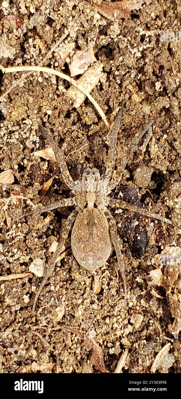 Sword Wolf Spiders (Gladicosa) Arachnida Stock Photo - Alamy