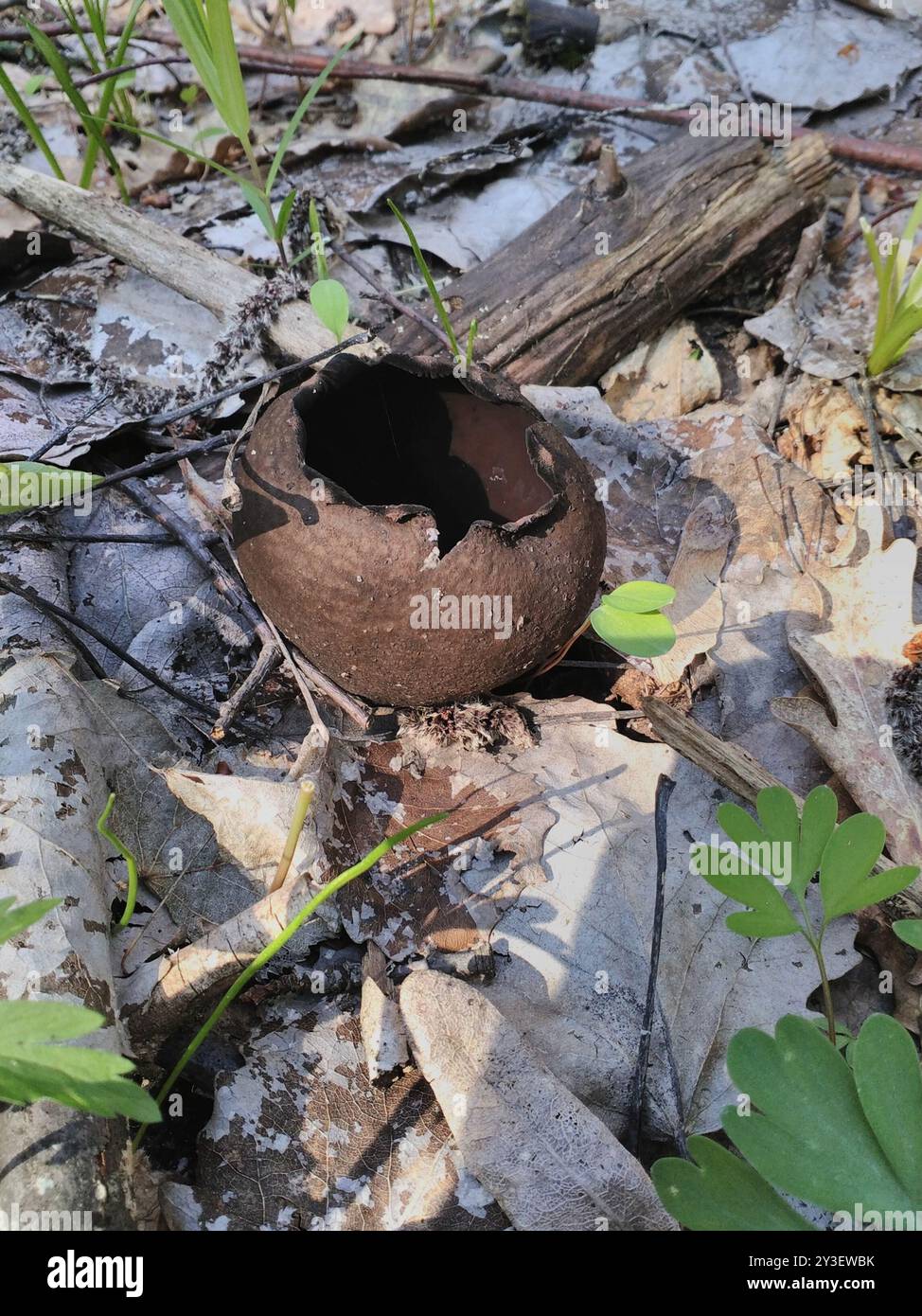 devil's urn (Urnula craterium) Fungi Stock Photo - Alamy