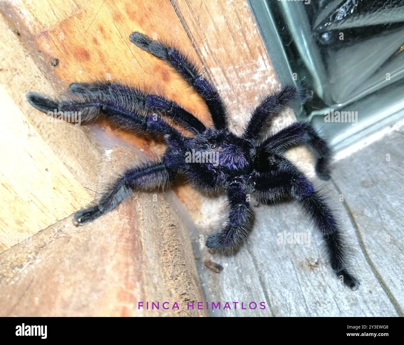 Purple Pinktoe Tarantula (Avicularia purpurea) Arachnida Stock Photo ...