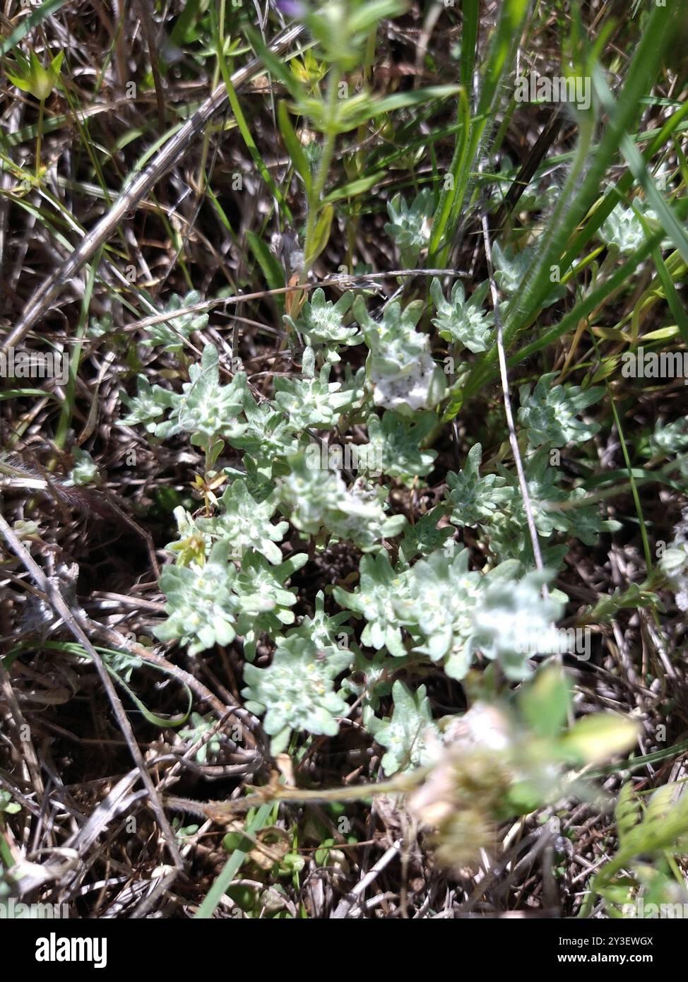 flathead rabbit tobacco (Diaperia prolifera) Plantae Stock Photo - Alamy