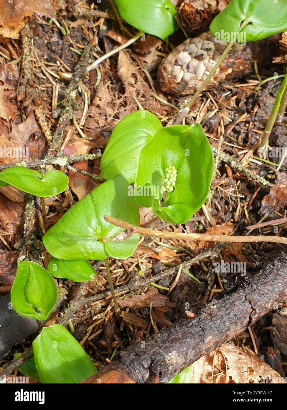 May Lily (Maianthemum bifolium) Plantae Stock Photo - Alamy