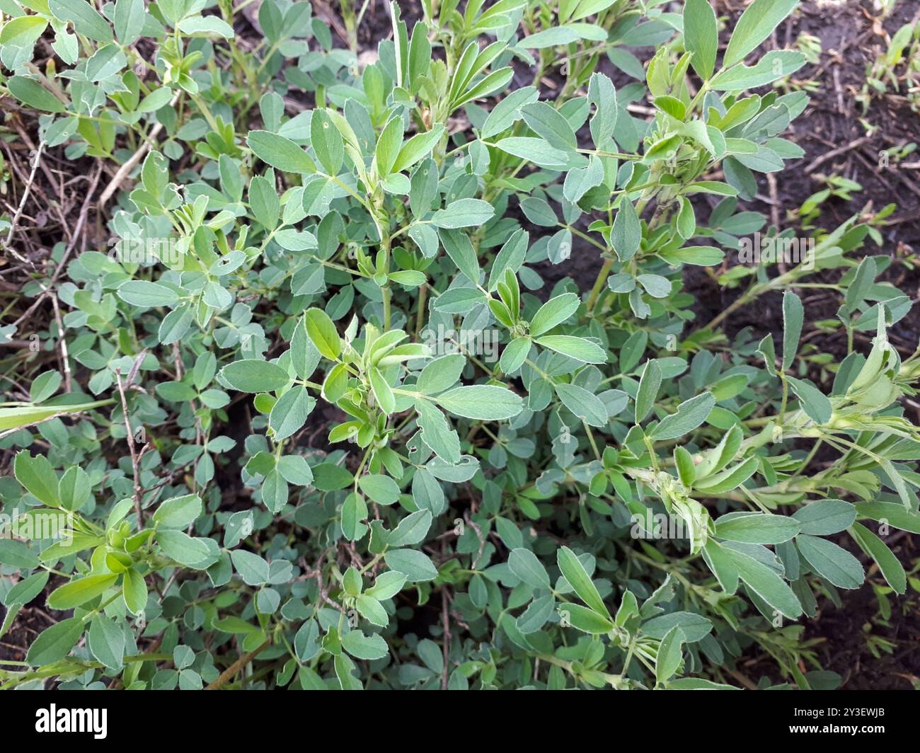 sickle alfalfa (Medicago falcata) Plantae Stock Photo - Alamy