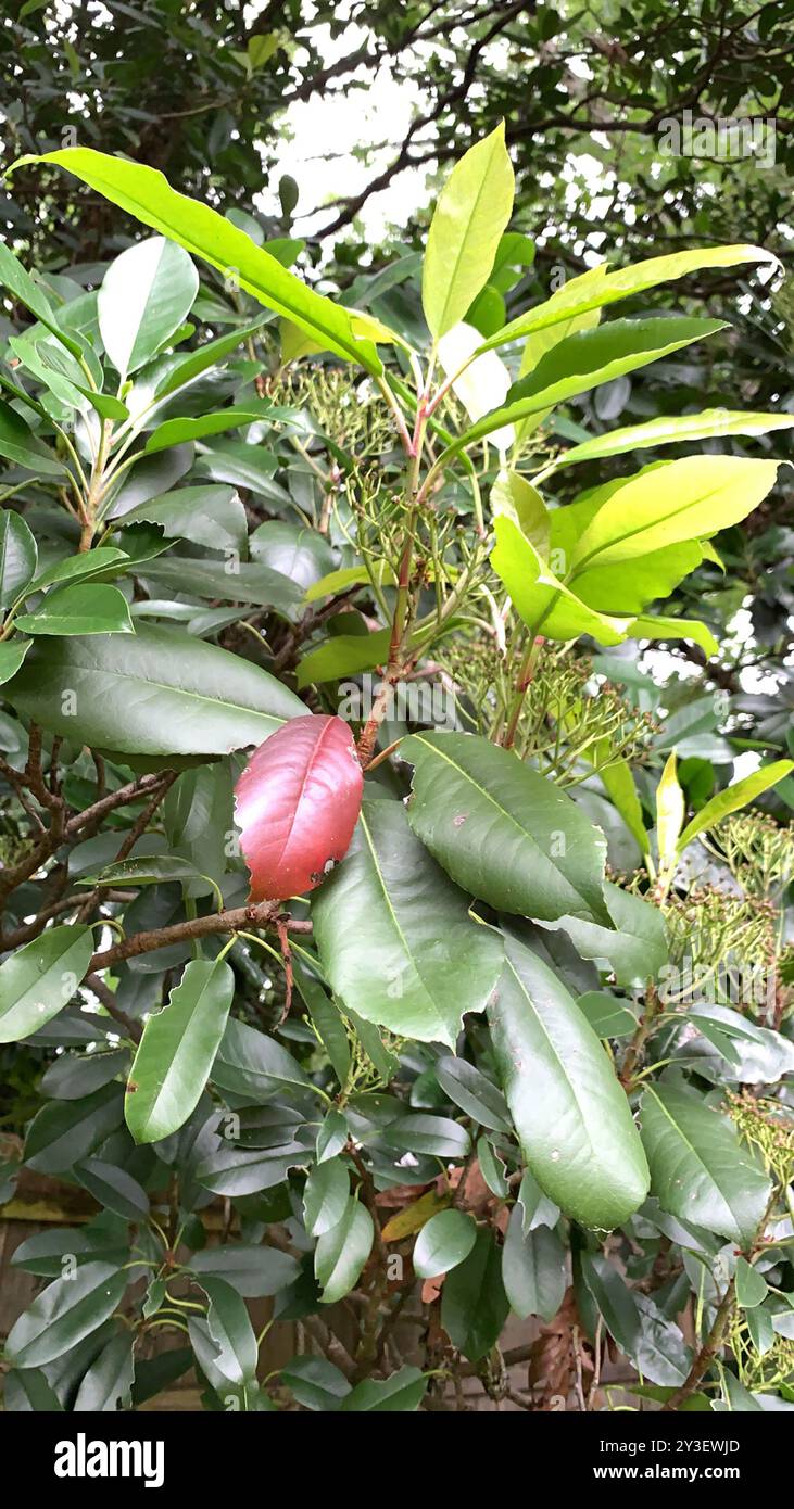 Chinese Photinia (Photinia serratifolia) Plantae Stock Photo - Alamy